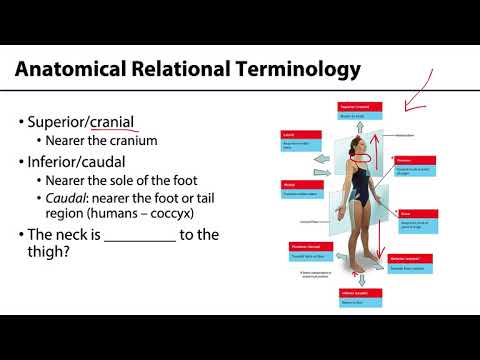 Anterior Neck and Thorax LO 2 - Anatomical Relational Terminology