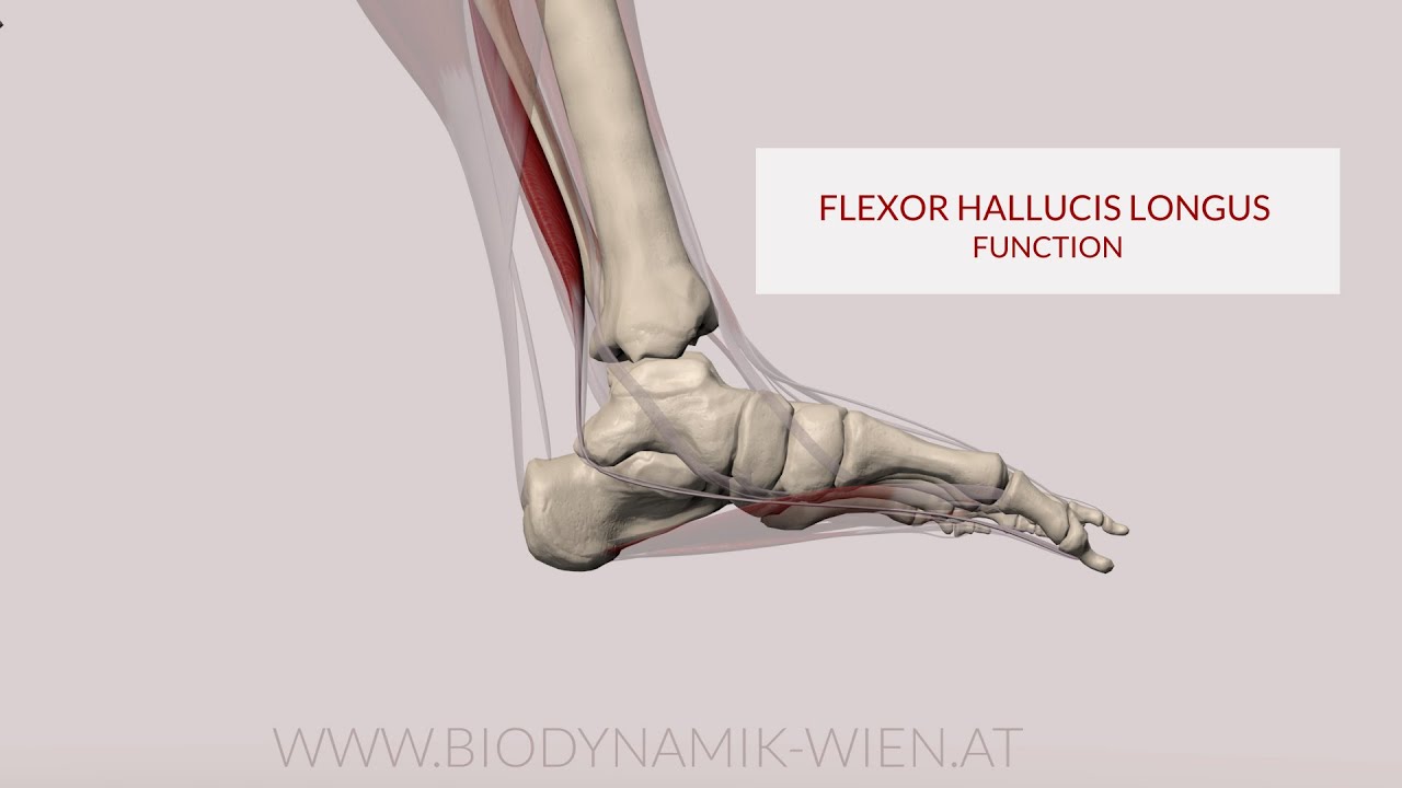 Flexor Hallucis Longus Function: Big Toe Flex (3D Animation)