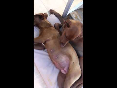 Dogs play fighting