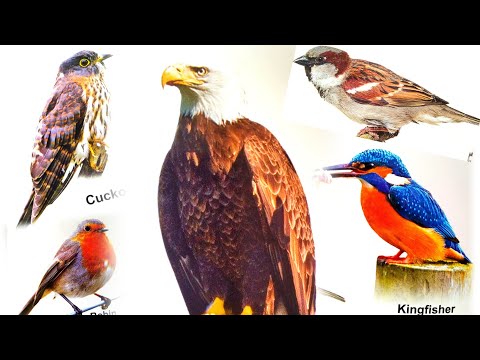 Birds names|Birds Name picture & English language|Birds name english|Easy english Learning process