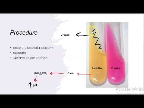 urease test|tricks to remember