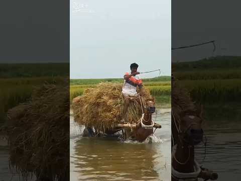 The horse is carrying weight in the sea #shorts vedio