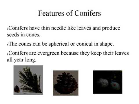 Biology Lesson - Flowering plants and Conifers