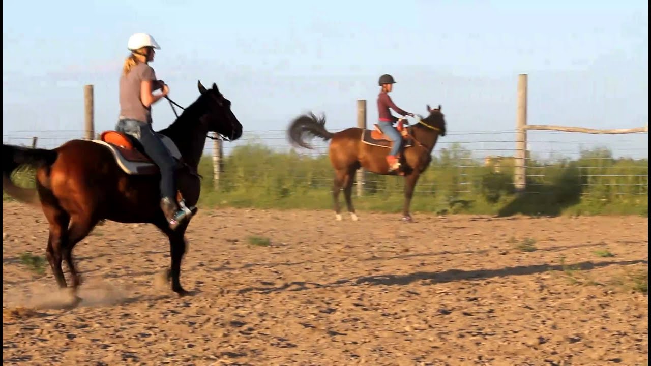 Cattle Sorting- Anna, Tessa and Elisabet