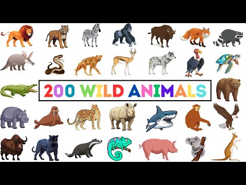 200 Wild Animals | Learn Animals Name In English With Pictures | Animals Vocabulary In English