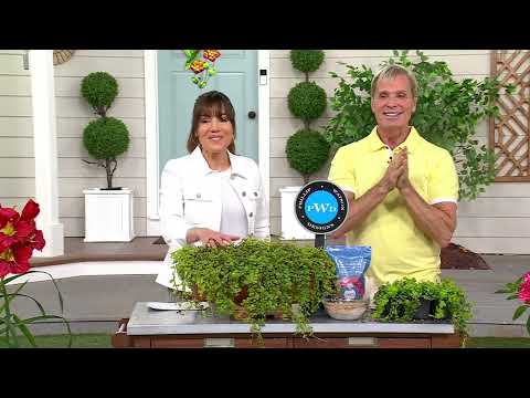 Phillip Watson Designs 6-Piece Creeping Jenny Live Plants on QVC