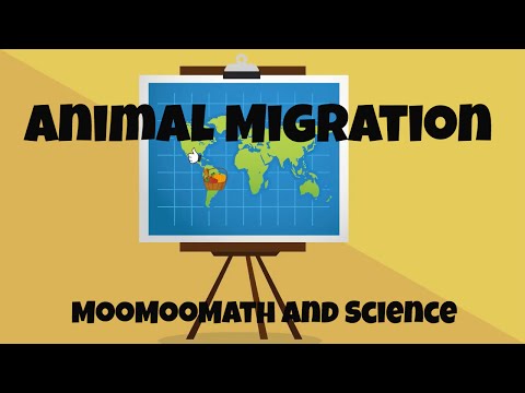 Animal Migration Facts