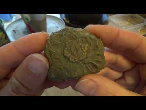 Found Some Awesome Fossils In Alpena Michigan