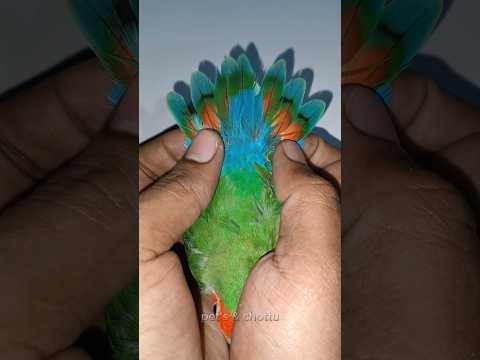 🦜How To Identify Male And Female💝Love Bird #birds #birdslover #parrot #shortsfeed #shorts #parakeet