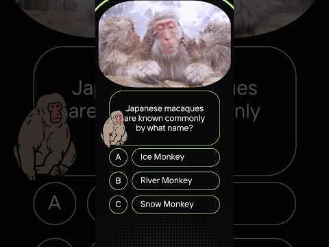 Quick Question - Monkeys! Japanese macaques are commonly known by what name?