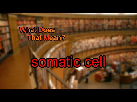 What does somatic cell mean?