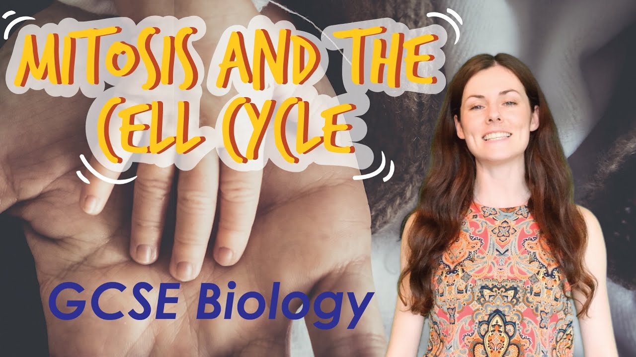 MITOSIS AND THE CELL CYCLE GCSE Biology 9-1 | Combined Sci (Revision & Qs)
