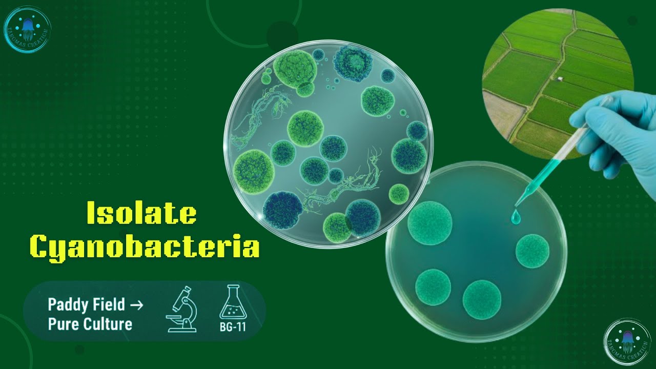 Isolation of Cyanobacteria from Paddy Field | Sampling, Isolation & Identification