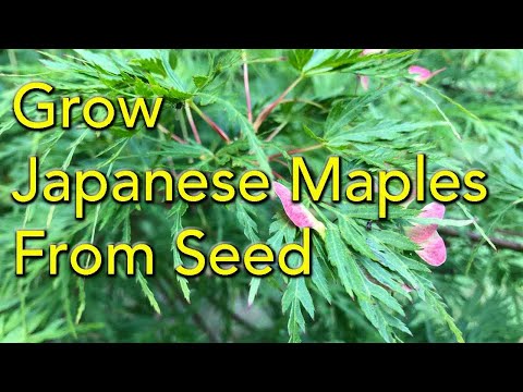 How to Grow Japanese Maples From Seed - Seed Germination