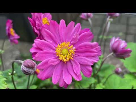 Japanese Anemones