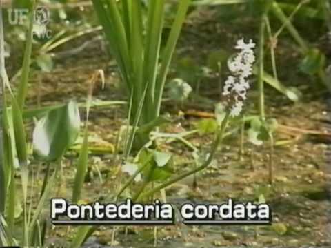 pickerelweed (Pontederia cordata)