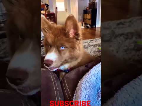 YOUTUBE DOG'S TV 2022
