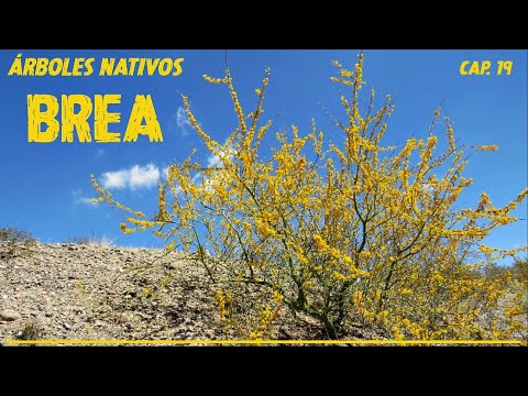 Serie Árboles Nativos de Argentina - Brea (Parkinsonia praecox) - Capítulo 19