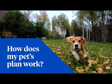 How Does My Nationwide Pet Insurance Plan Work? Learn More About Coverage & Using Plan Benefits