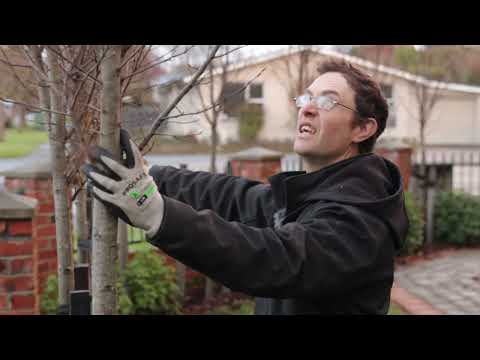How To Prune Carpinus Betulus (Hornbeam) Trees | The Plant Store