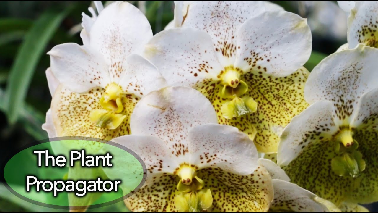 A visit to Palmer Orchids