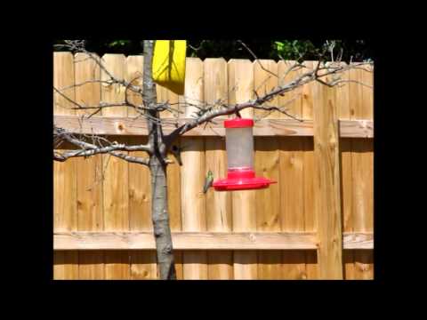 Hummingbird Courtship Shuffle