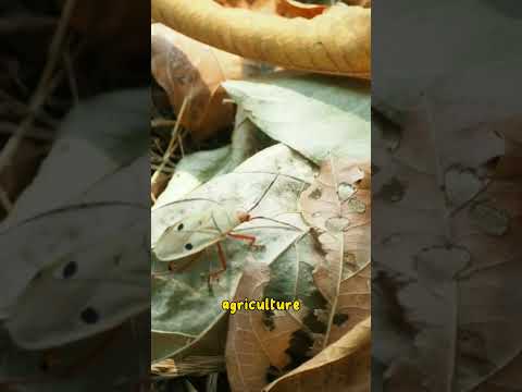 Stealthy Predators of the Undergrowth ||" The Astonishing Life of The Assassin Bug"