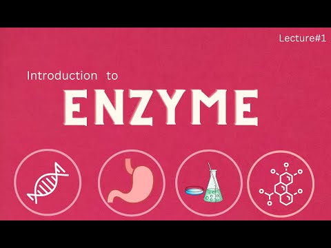 Introduction to Enzymes | How enzymes work? | Active site | Binding site