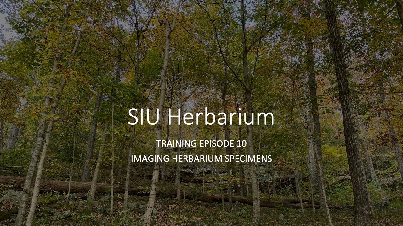 Herbarium specimen imaging