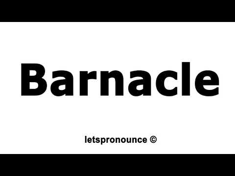 How to Pronounce Barnacle