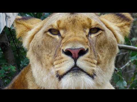 The Sad Animals in Zoos Myth