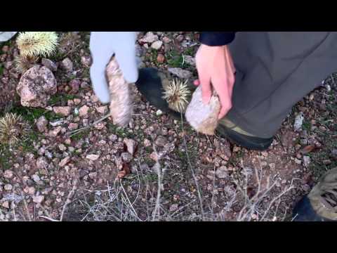 Intro to Cholla Cactus