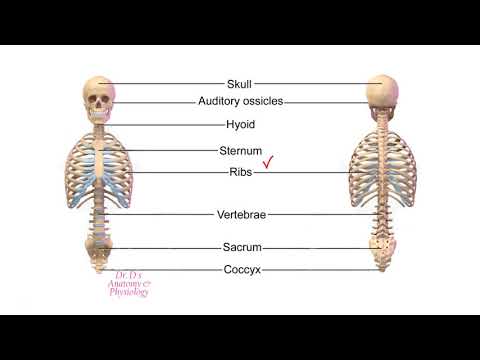 Axial and Appendicular Skeleton