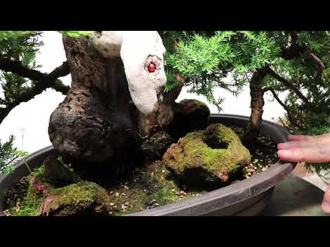 Juniper Bonsai Tree With Woodpecker Markings For Sale