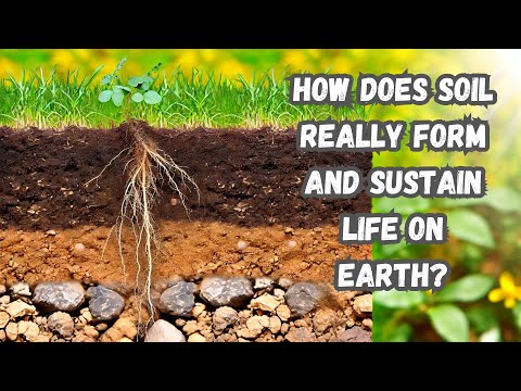 How Does Soil Really Form and Sustain Life on Earth?