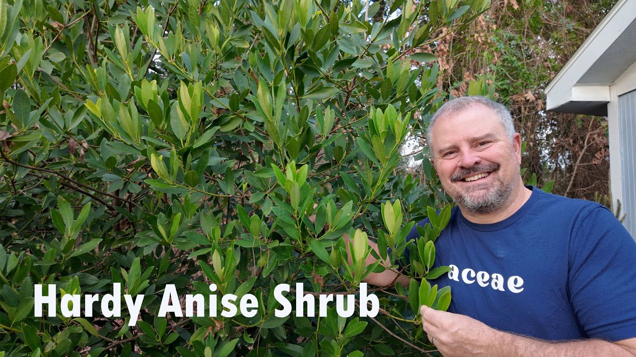 Illicium parviflorum - Hardy Anise Shrub - Native Plant