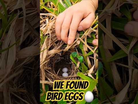 Tiny Bird Nest with Eggs – Amazon Jungle Discovery!