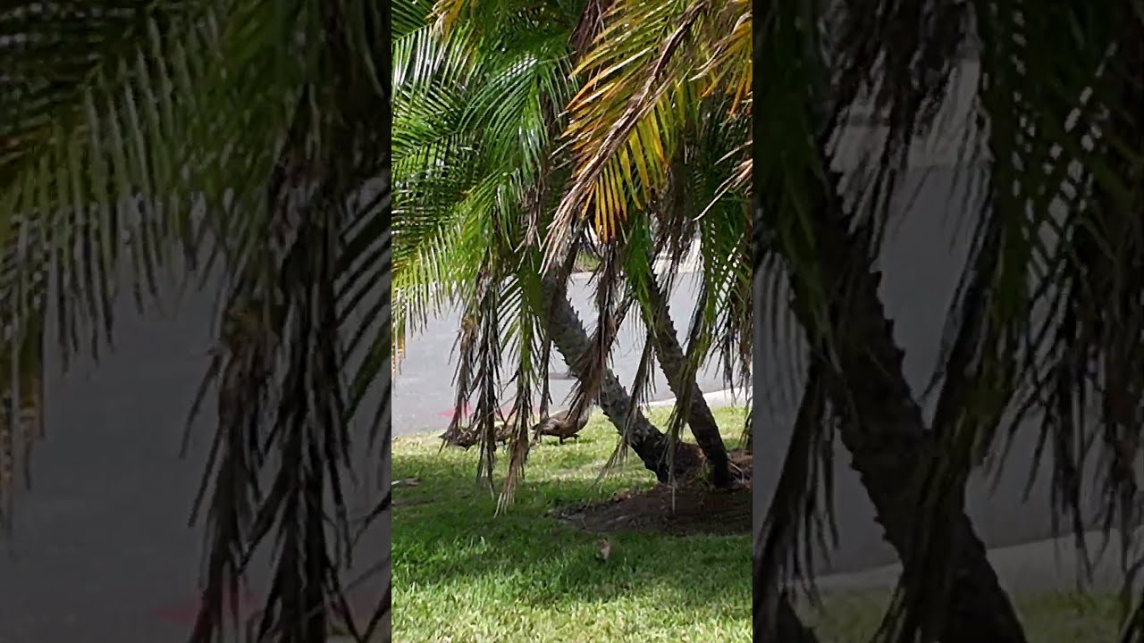 Duckling Time in Florida