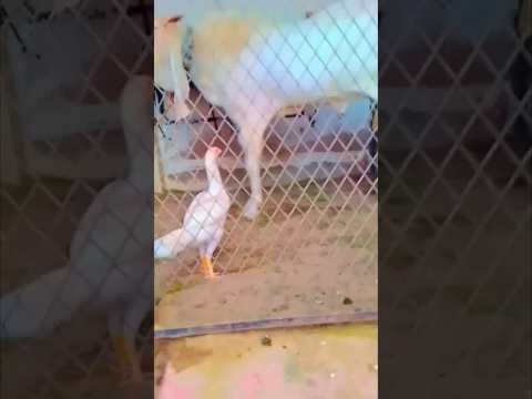tiger goat and chicken moment #shorts #shortvideo #goat #viral
