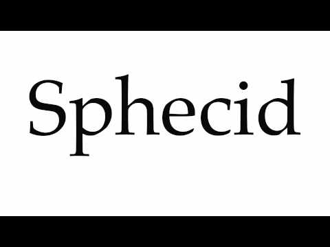 How to Pronounce Sphecid
