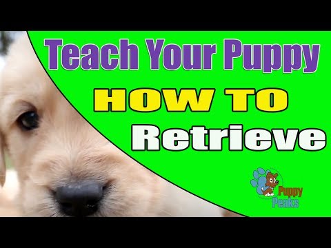 How to Teach a Puppy to Retrieve
