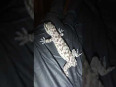 what should I name my lizard 🦎🦎🦎🦎🦎🦎🦎🦎🦎🦎????????????? #like