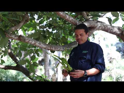 How to Attach Orchids to Your Fruit Trees