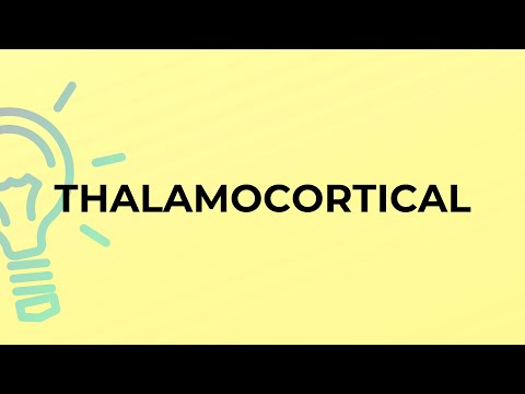 What is the meaning of the word THALAMOCORTICAL?