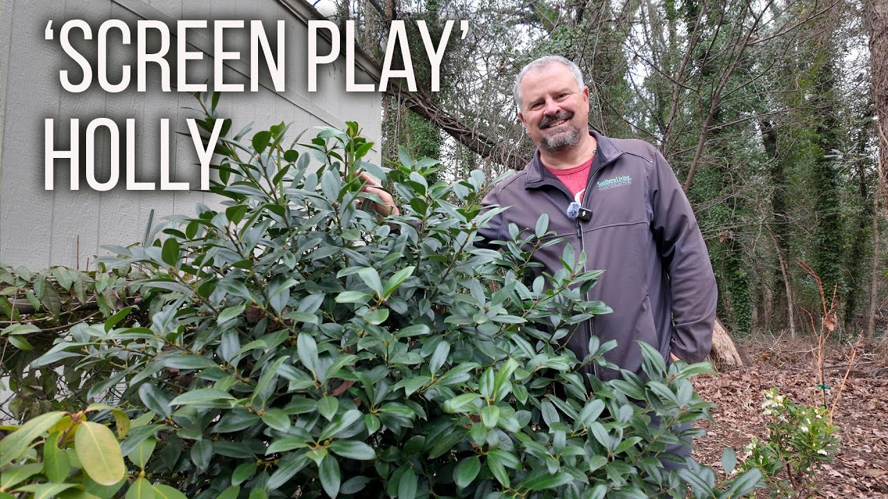 ‘Screen Play’ Holly - New Fast Growing Screening Plant