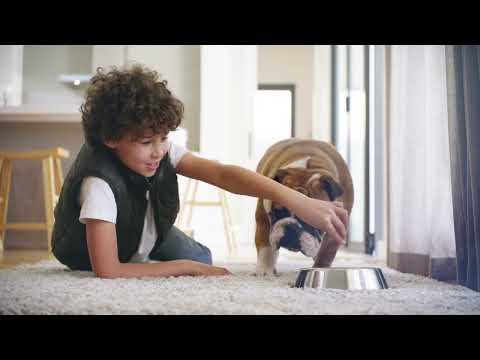 SWANICS’ Pet Food | Premium Nutrition, Naturally Balanced | Brand Launch Video by Finsbury Street
