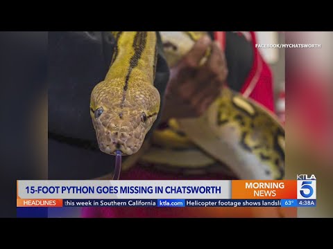15-foot python goes missing in Chatsworth