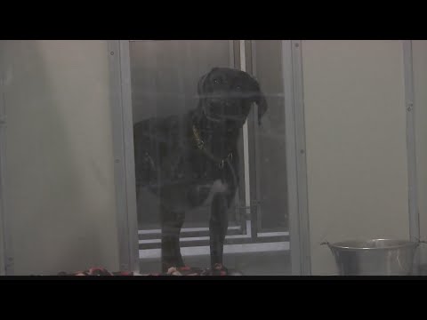 Nearly $1 million awarded to Capital Region animal shelters