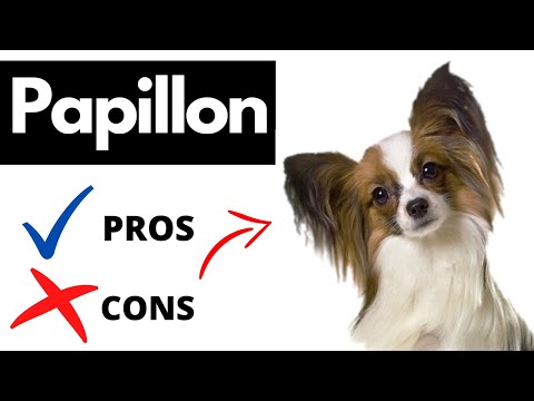 Papillon Pros And Cons | Should You REALLY Get A PAPILLON?