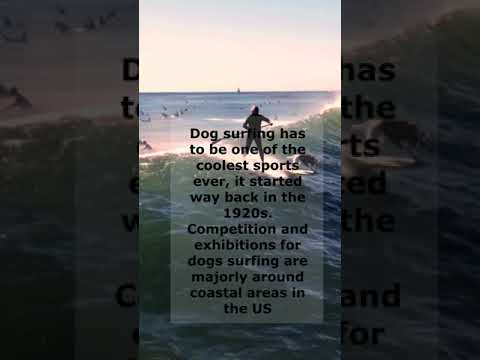 Dog surfing has to be one of the coolest sports ever